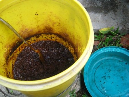 Practical Gardening: Collect Extract Homemade Fish Emulsion