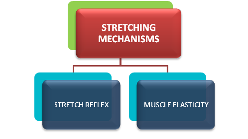 More than strength: Stretch reflex and muscle elasticity/ Reflejo ...