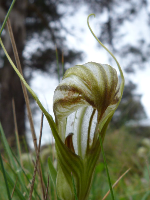 Little Dumpies and friends