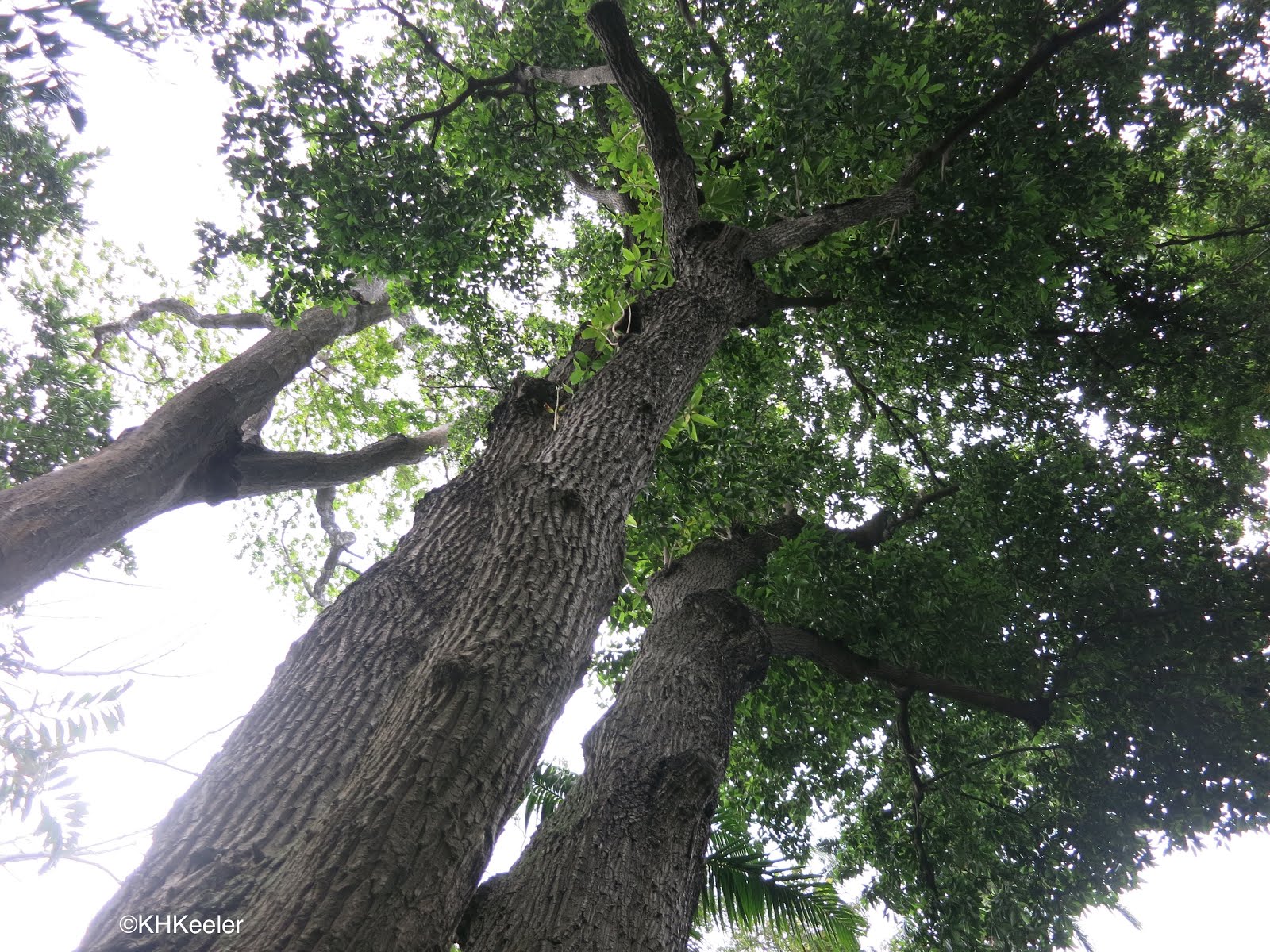 A Wandering Botanist: Visiting Hawaii--HIstoric Foster Botanical Garden