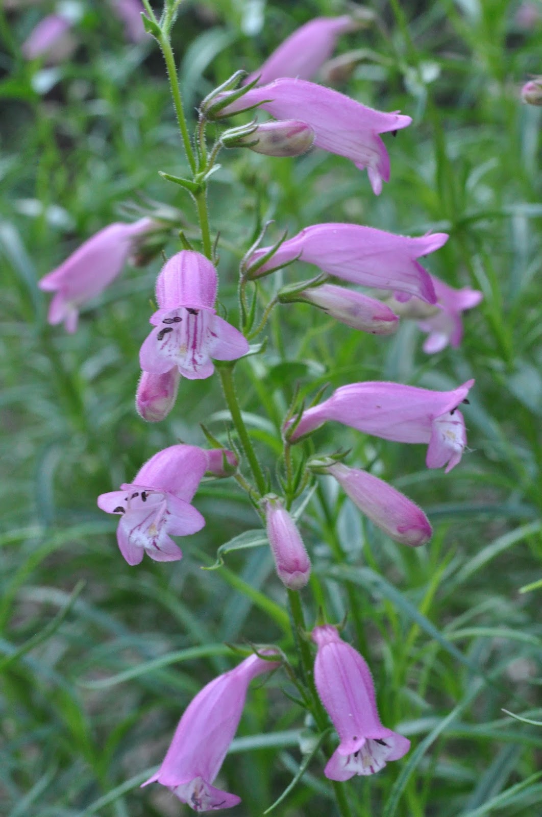 Alpine Garden Society Victorian Group: Penstemons-Beardtongue.