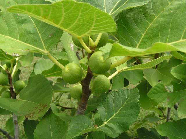 shiatoshi: Fig Germination ,Growing ,Care, Use and its Surprising ...