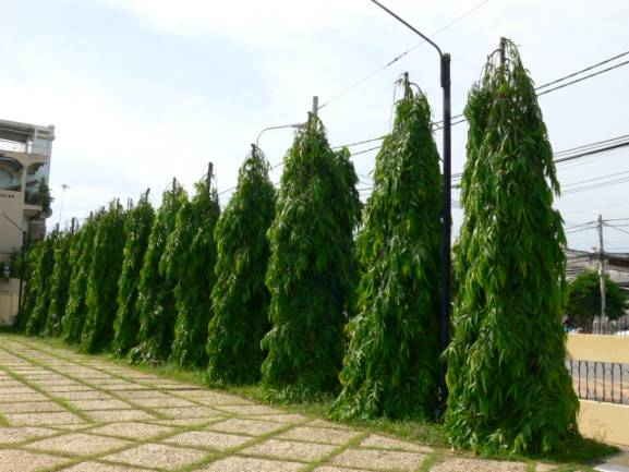 Polyalthia longifolia - Alchetron, The Free Social Encyclopedia