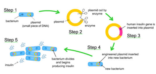Pengertian dan Materi DNA Rekombinan - Inovstudy Situs Belajar Online