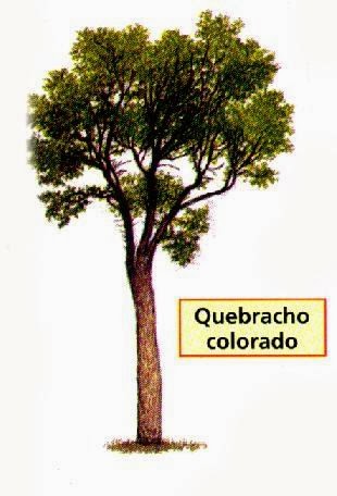 Patria Querida: El Quebracho Colorado Chaqueño