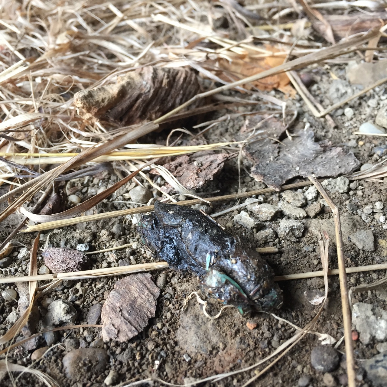 Julie Zickefoose on Blogspot: My Funky Valentine