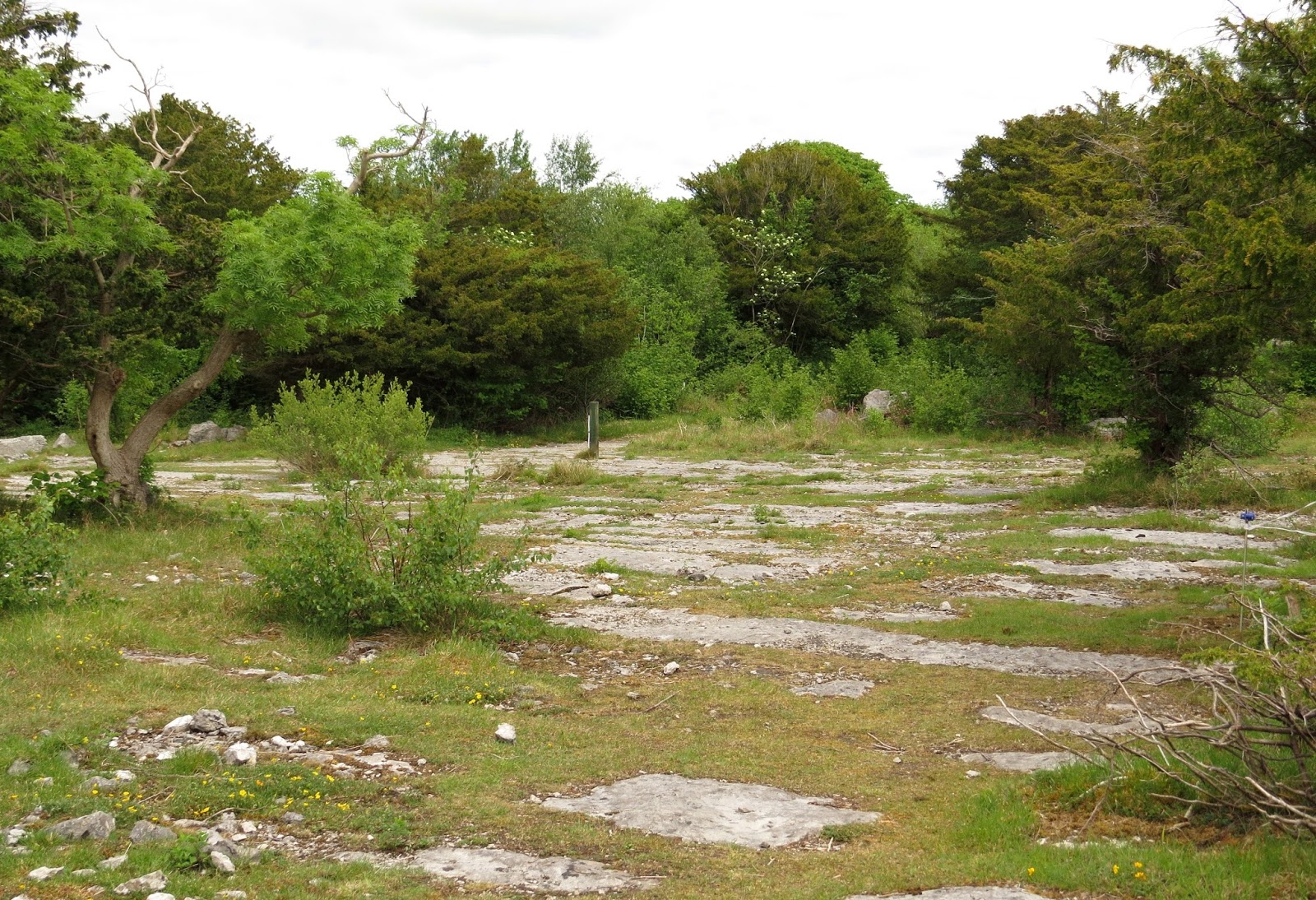 Pixie Birding: Lady's Slipper Orchids at Gait Barrows NNR, Cumbria ...