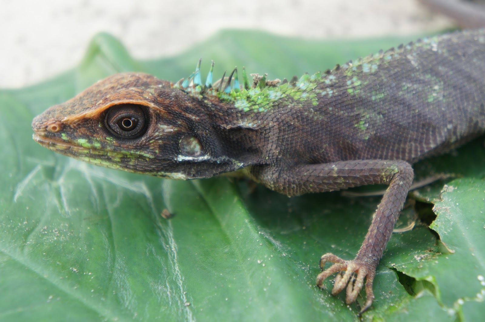 Awesome Bulusan!: Unusual mini iguana in Bulusan