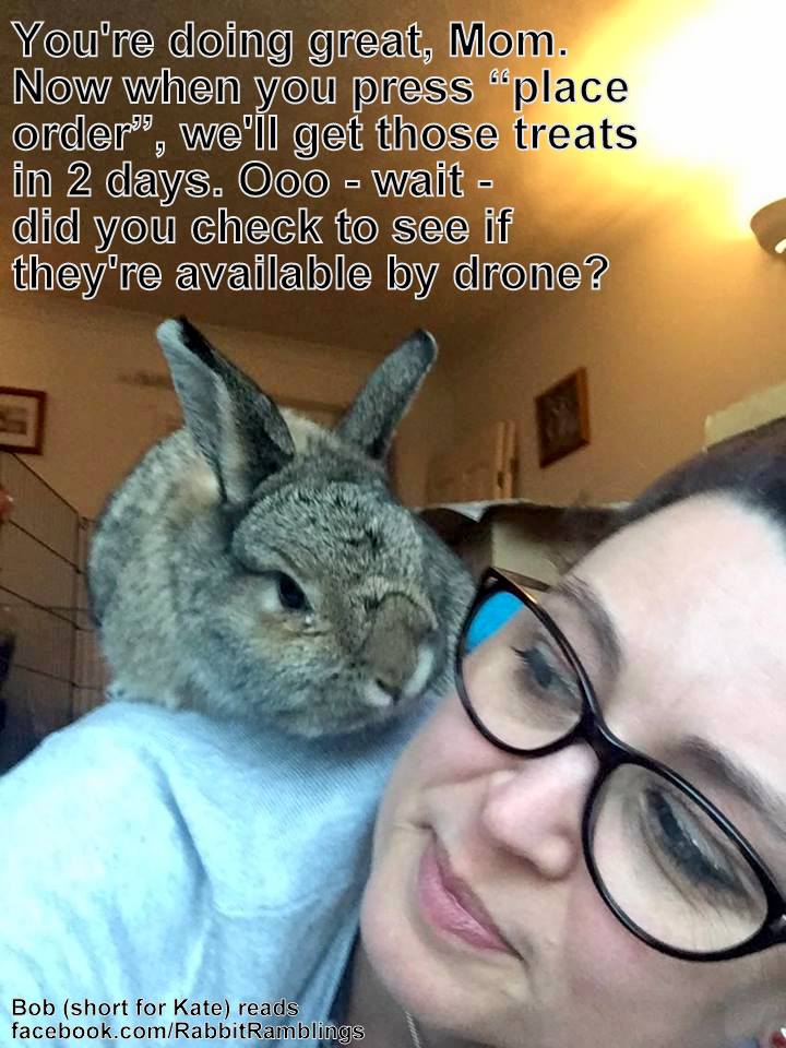 Rabbit Ramblings: Funny Bunny Memes