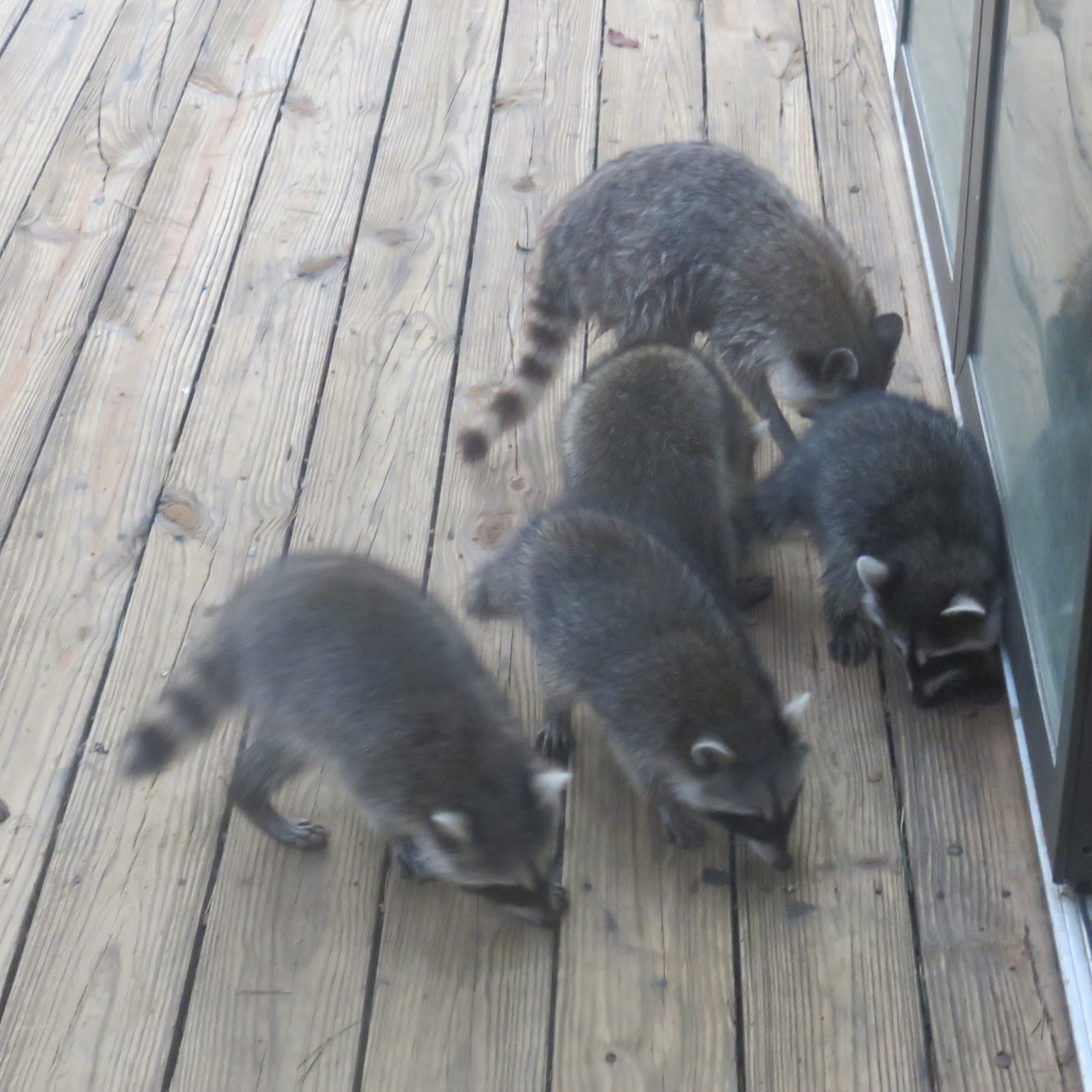PrunePicker: Family of four (raccoons) visit the deck.