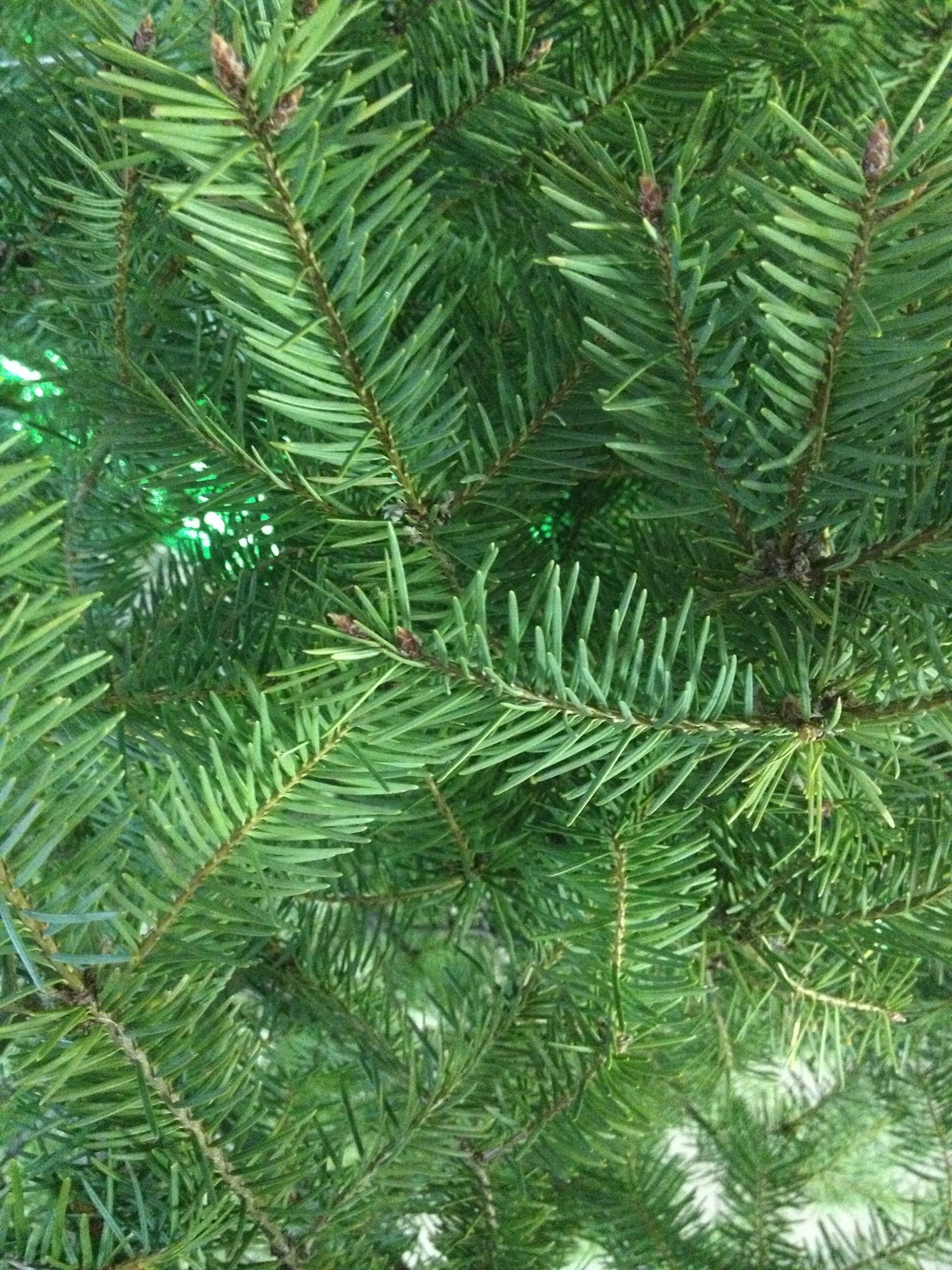 PHILLY TREES: THE TANNENBAUM