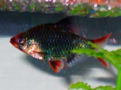 Aquarium Fish: Green Tiger Barb