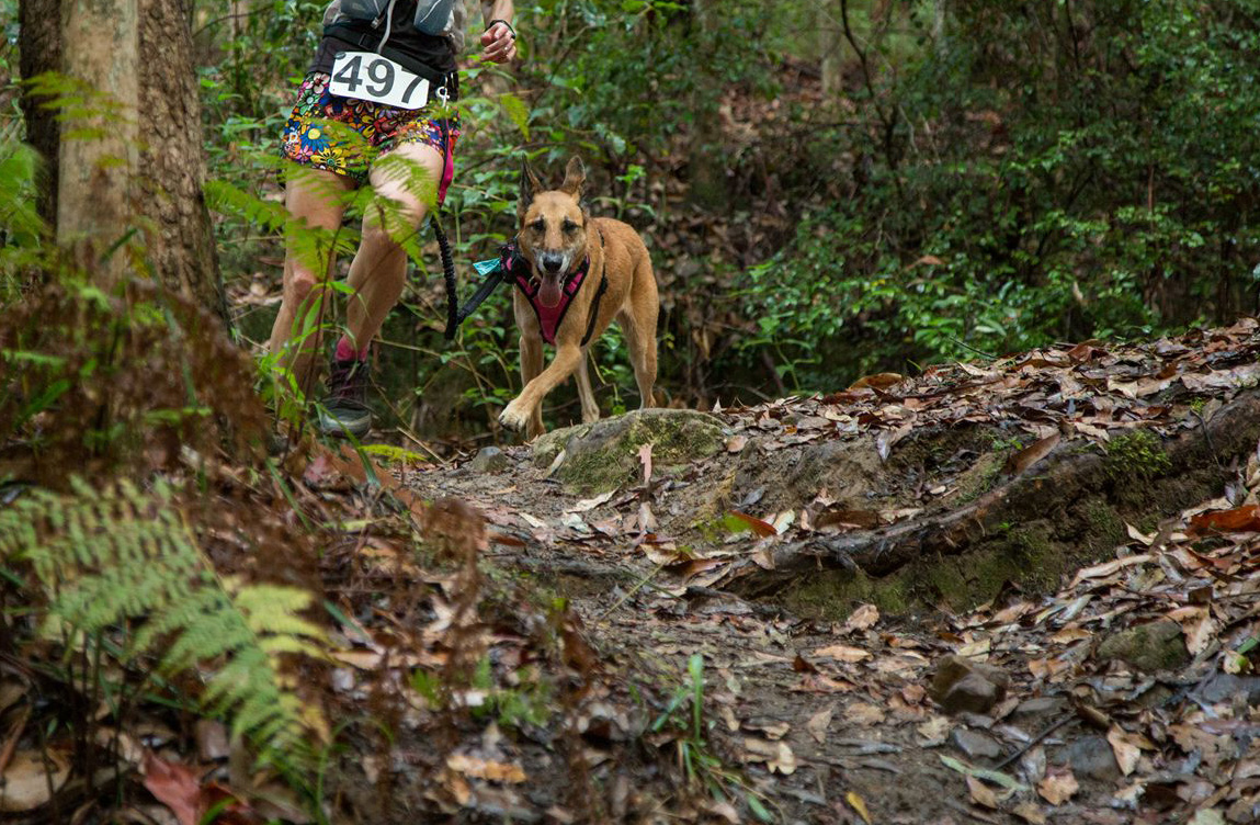 Riverwood Downs Trail Run - July 28 & 29 | Australian Dog Lover