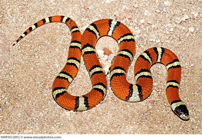 Most Amazing: Mexican Milk Snake