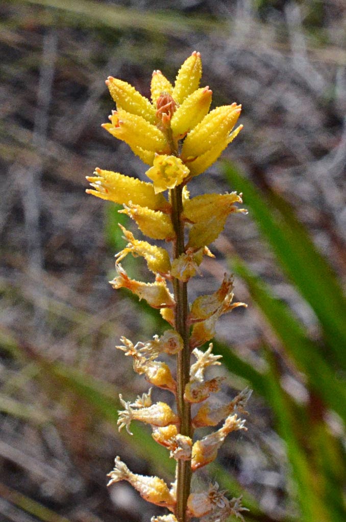 Space Coast Wildflowers: Jordan Scrub Sanctuary, May 13, 2015