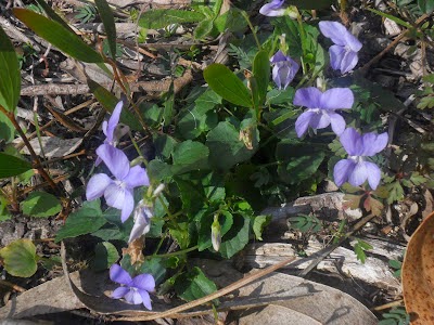 Olhai os lírios do campo: A linda Violeta Brava (Viola Láctea)
