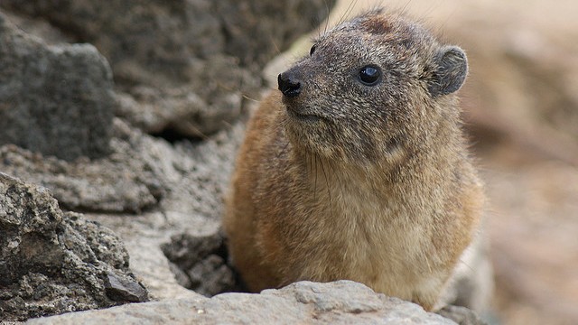 flora dan fauna yang ada di gurun - Ensiklopedi Anak