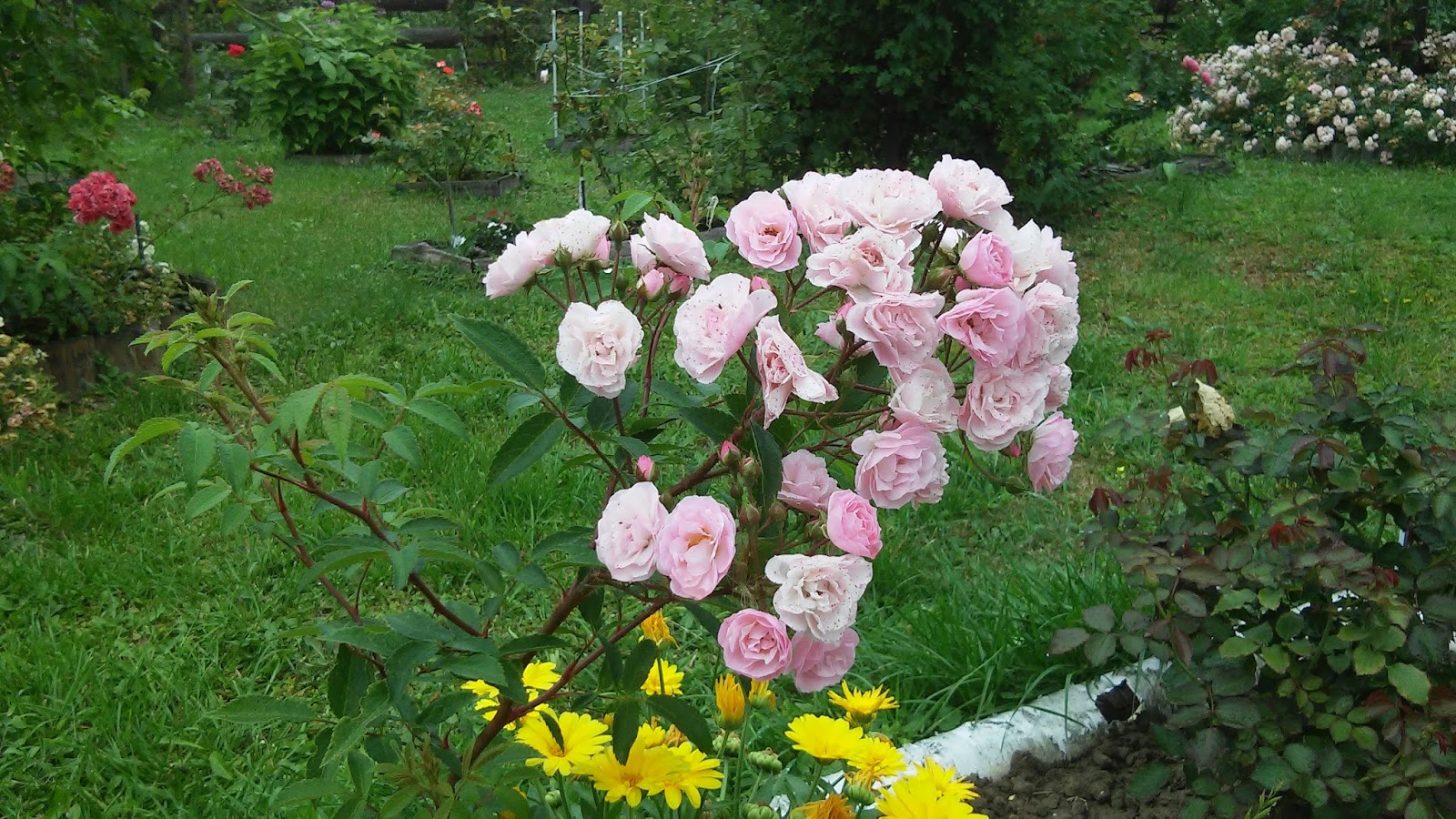 Ranczo Elma: Róża (Rosa) Heavenly Pink