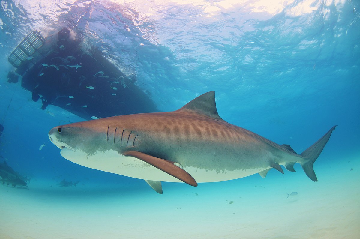 ฉลาม: Tiger Shark (ปลาฉลามเสือ)