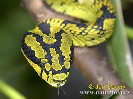 Snakes in Sri lanka : The Green Pit Viper (Trigonocephualua)