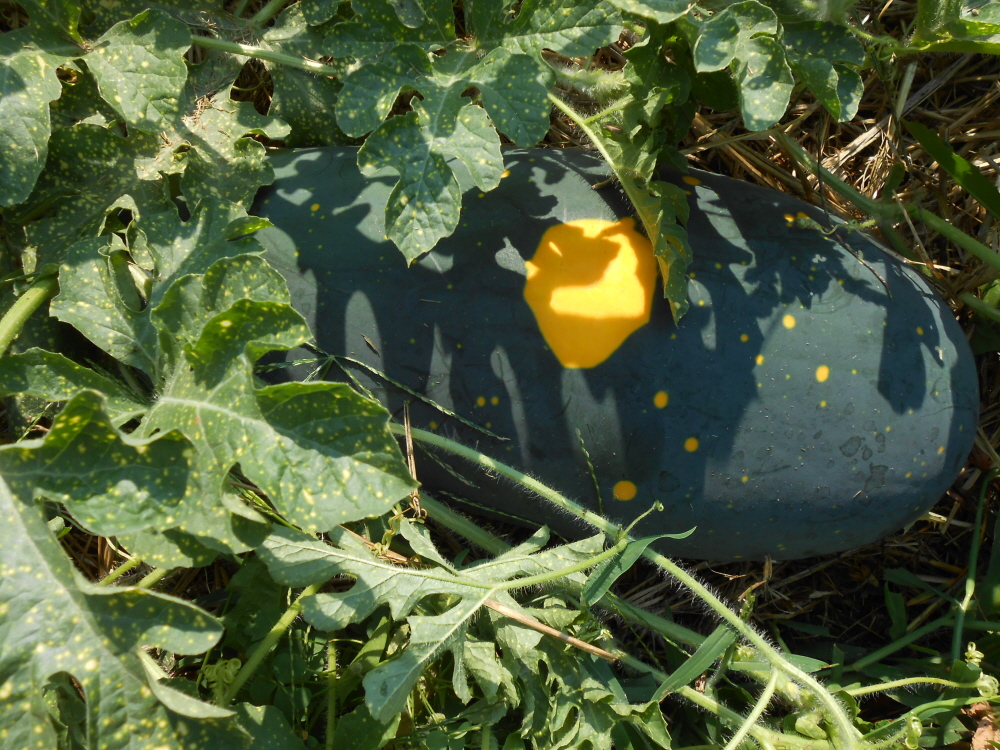 The Lucas Countyan: Moon & stars ...