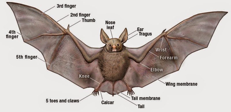 Science online: The adaptation and the motion in the mammals