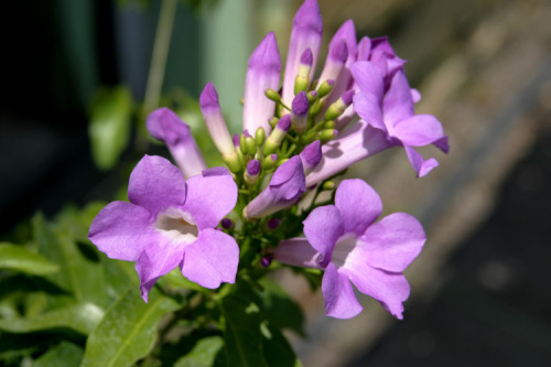 পারুল - উদ্ভিদ জগত