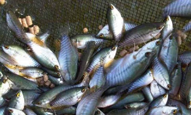 Cara Budidaya Sepat Siam Lengkap Beserta Gambarnya