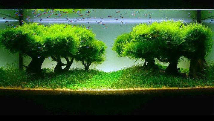 All about betta fish: planted aquarium with java moss