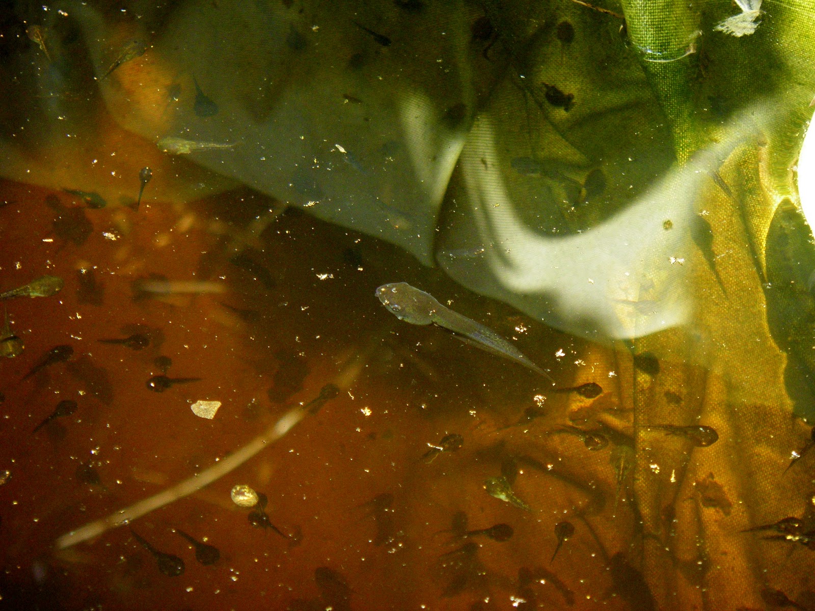 Fauna Photography Formosa: White-lipped Tree Frog (Taipei)