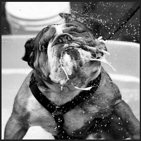 Dog and Their Extreme Drooling