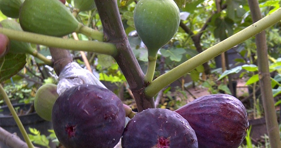 Pohon Ara-Tin: JENIS POHON TIN YANG BEREDAR DI INDONESIA