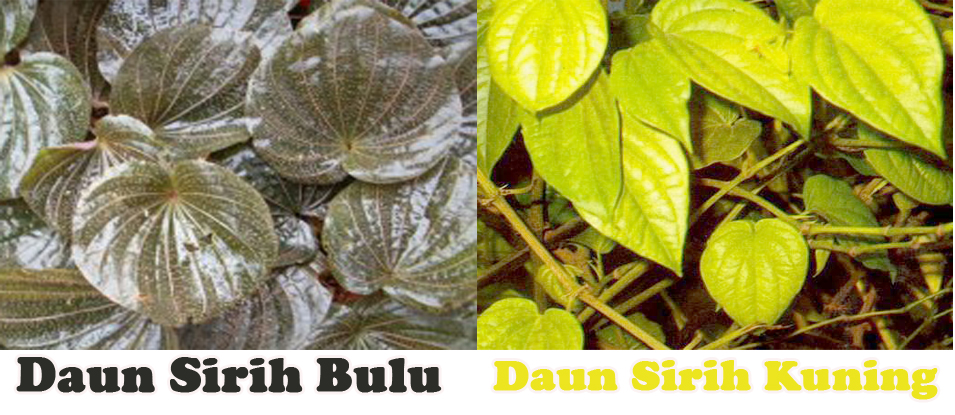 Mengenal Macam Macam Sirih dan Khasiatnya Bagi Tubuh Manusia ...