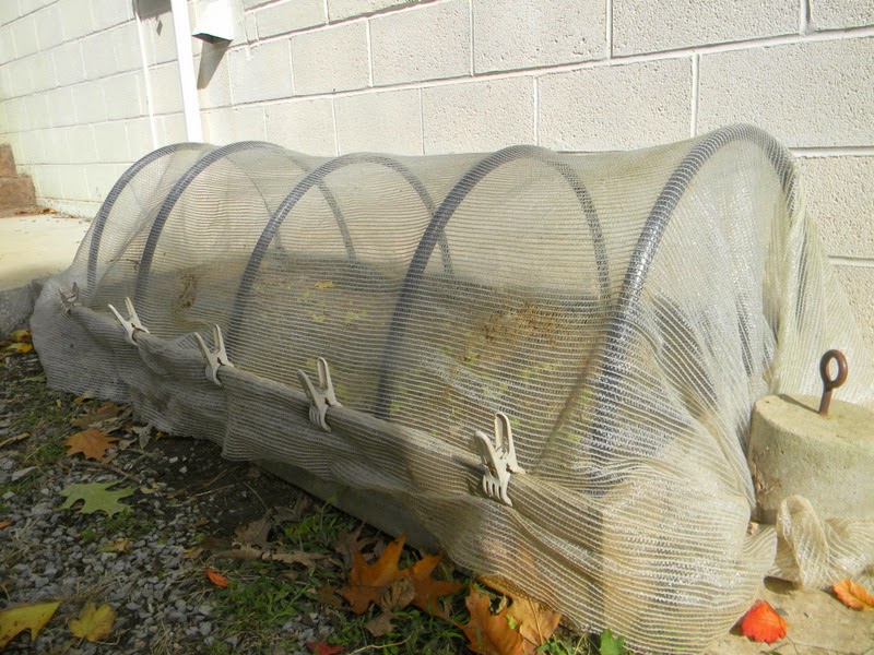 Home Joys: It Works! Row Covers for Worm Free Broccoli