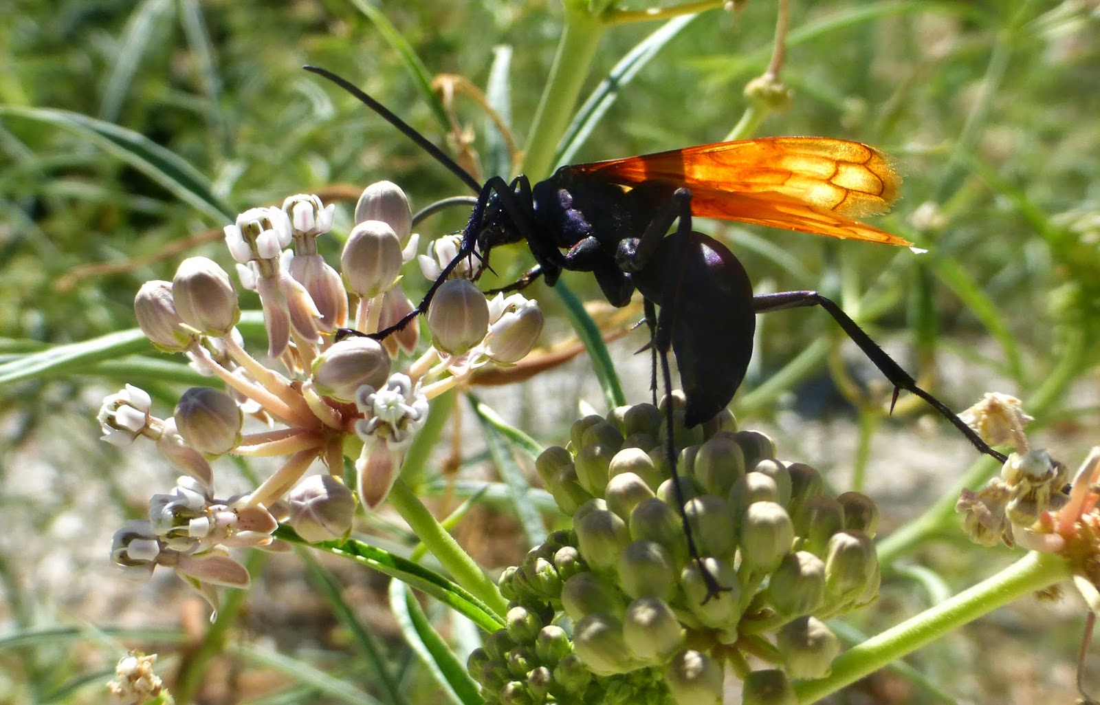 The Malibu Post: The Tarantula Hawk at Work