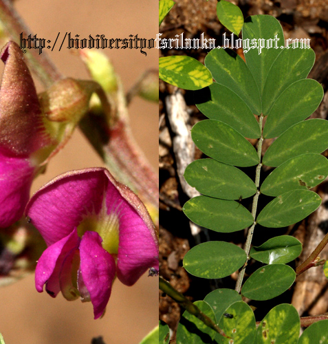 Biodiversity of Sri Lanka: ගම්-පිල/කටු-පිල/Gam-Pila/Katu-Pila/Wild ...