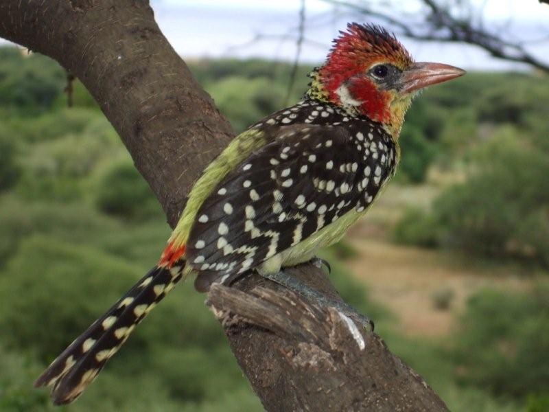 Safari Ecology: Red and Yellow Barbets and duets
