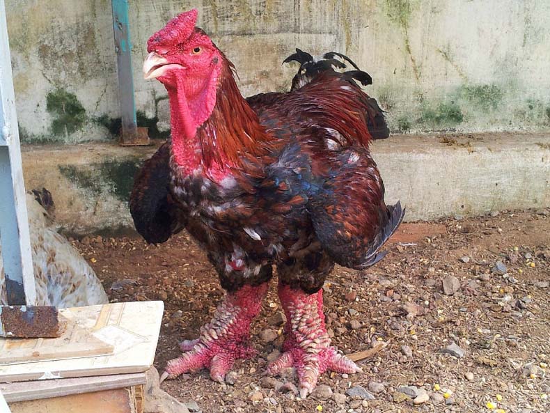 El Pollo Dong Tao: Una rara especie de ave con piernas de dragón - RUTA 33