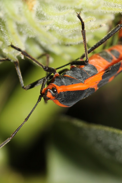 The Sentimental Entomologist: Milkweed, Dogbane, and Insects that live ...
