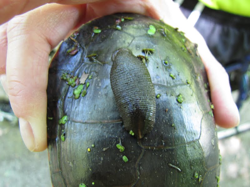 The Oakland Press Blogs: Earth's Almanac: A Turtle, A Leech and Me