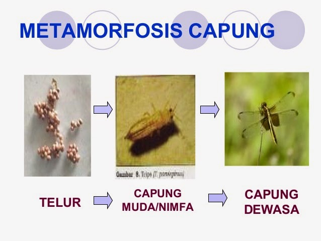 METAMORFOSIS CAPUNG DAN PERANANNYA DALAM KEHIDUPAN | JDSK