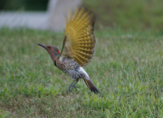 Things with Wings: Northern Flicker, Alabama State Bird