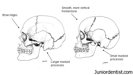 {We are dentists. Forensic dentists}: Part 1 : Question 2
