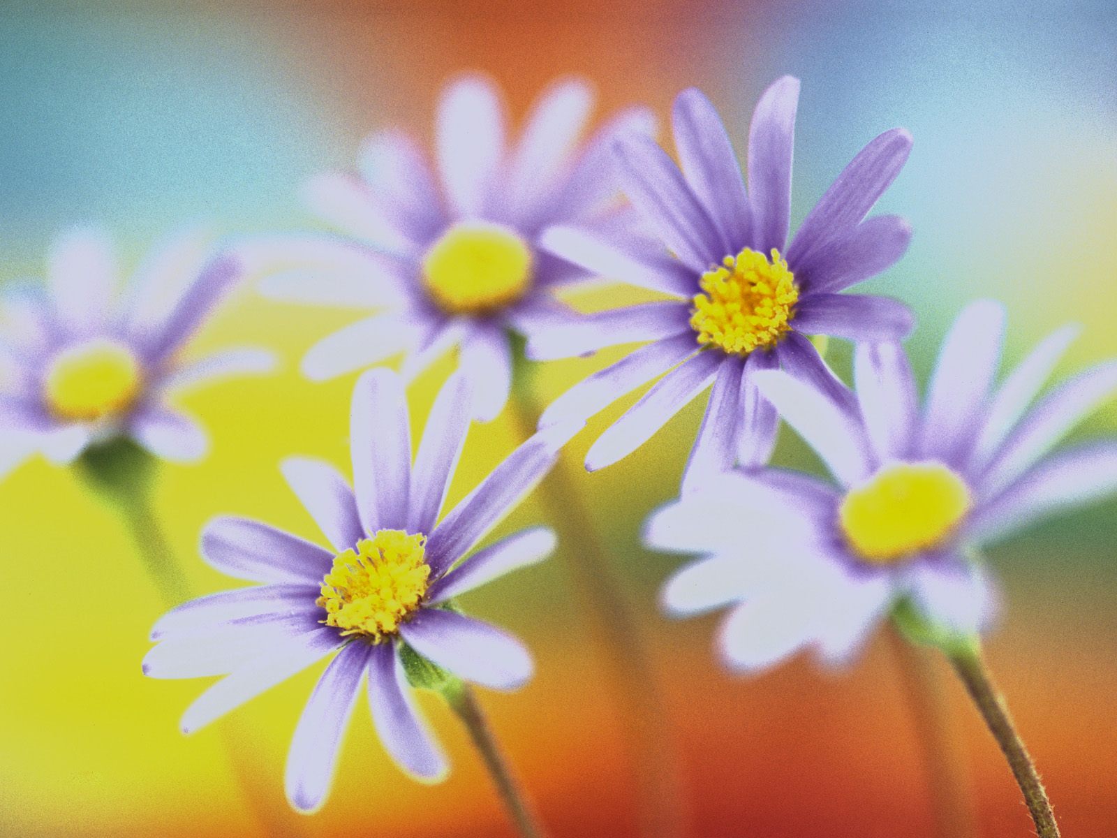 wallpapernarium: Flores color violeta