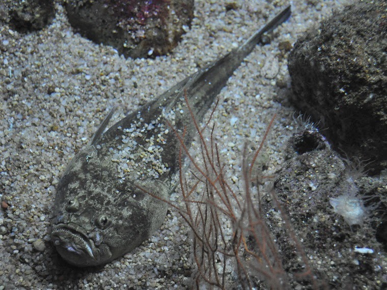 ZOOTOGRAFIANDO (6.100 ANIMALS): PEZ RATA / ATLANTIC STARGAZER ...