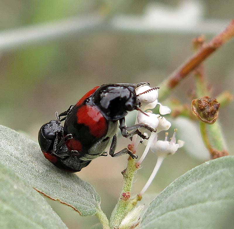 Birdernaturalist: Pinal Mountains During The Day