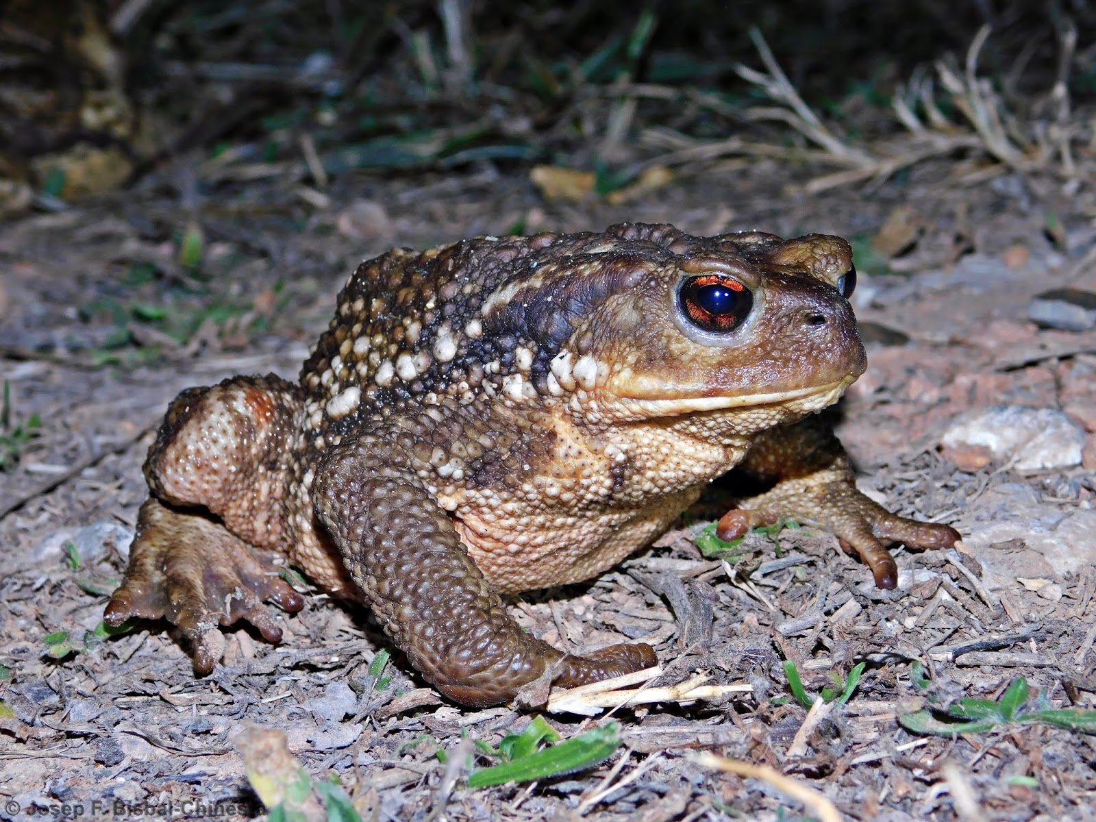 (Paleo-)Herpetología: Bufo spinosus - Sapo común ibérico