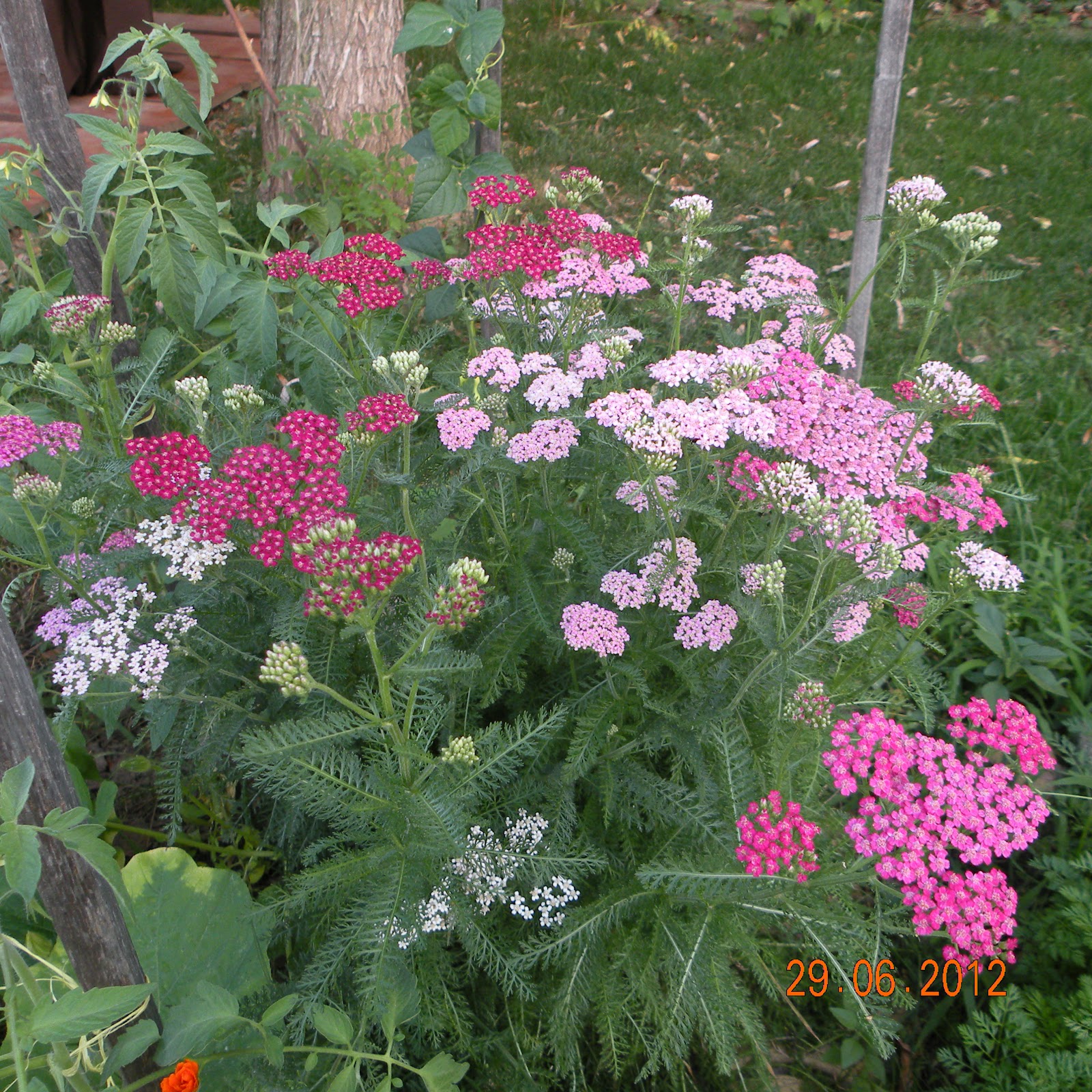 hand made: Flori, flori, flori din gradina mea