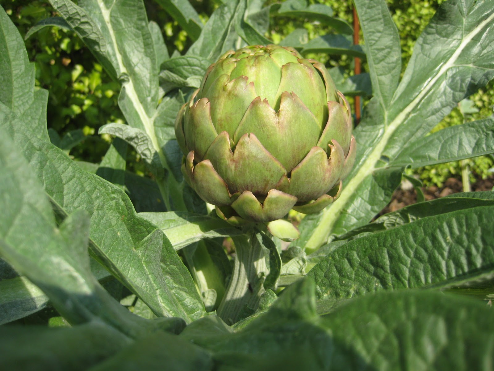 Our Green Haven: artichoke green globe