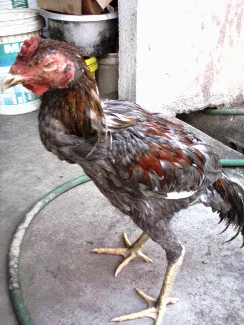 Ayam Siam Ayam Sabung Ayam Laga Ayam pupuh